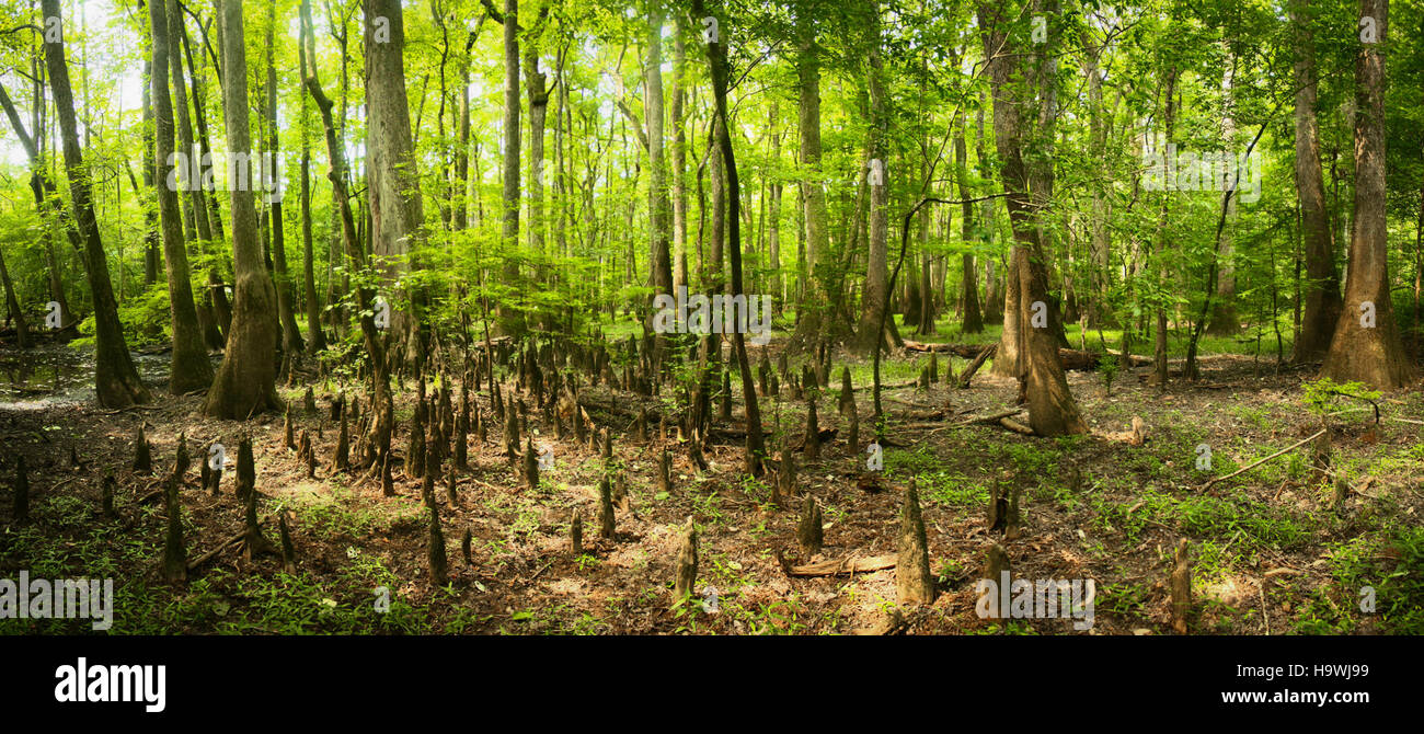 Cypress Knees, a unique feature of Congaree National Park, showcases ...