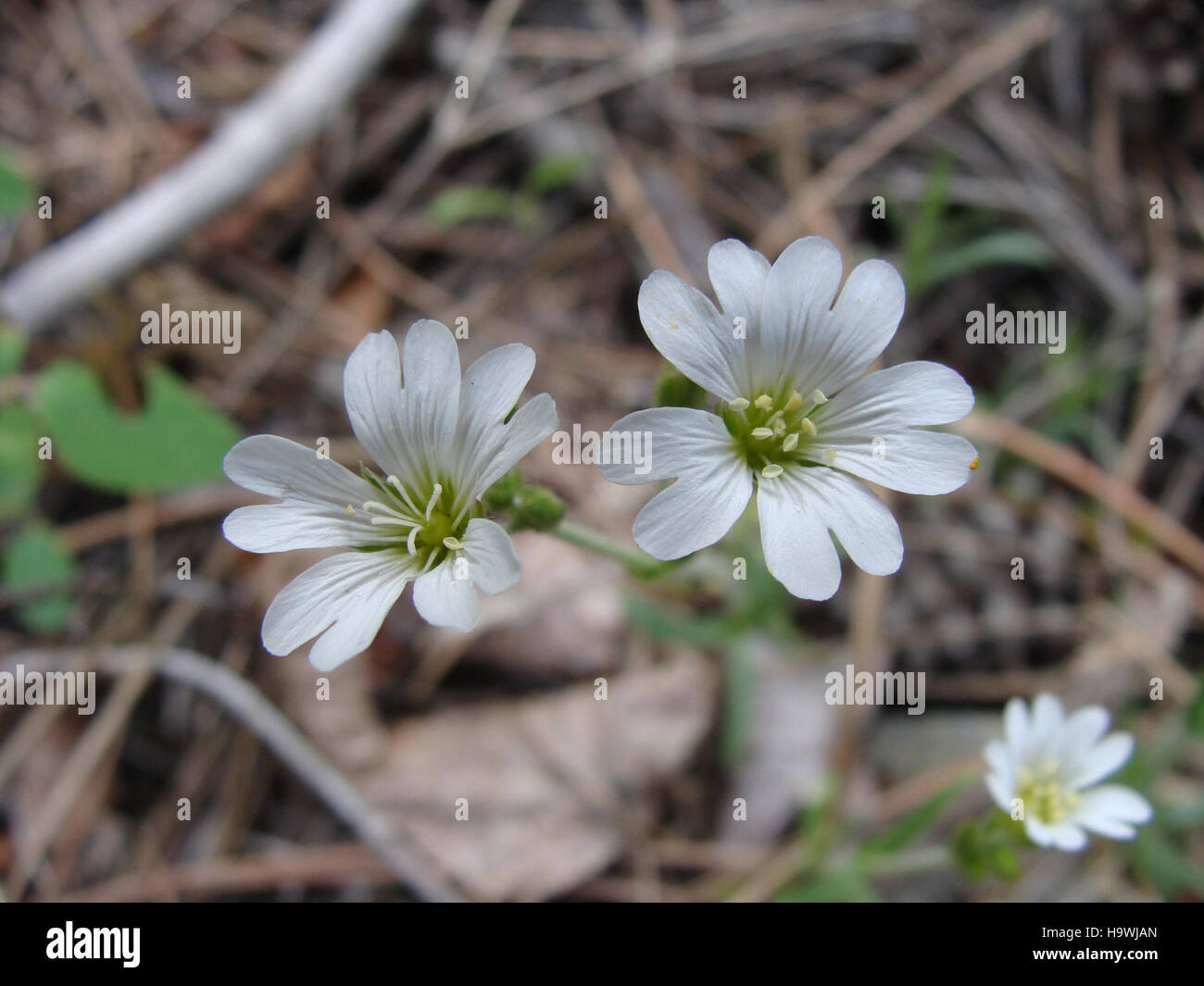Field Chickweed (Cerastium arvense) is a common plant found in North ...