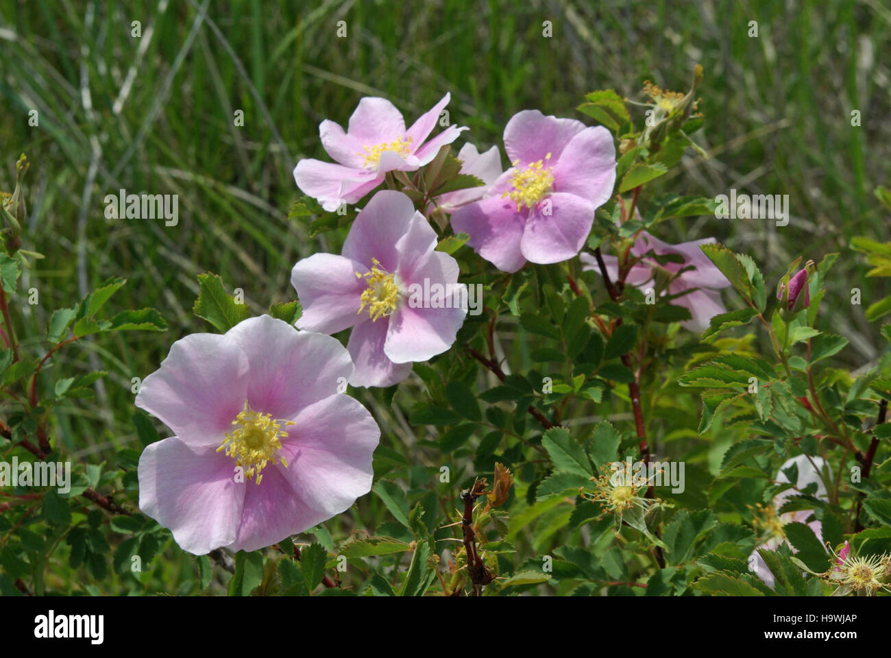 A prairie rose blooming within Badlands National Park, showcasing the ...