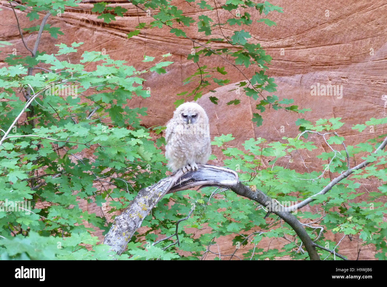 The Mexican Spotted Owlet, a small and elusive bird species, resides in ...
