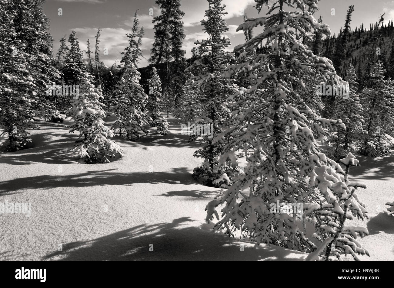 In Denali National Park, winter transforms the landscape, creating a ...