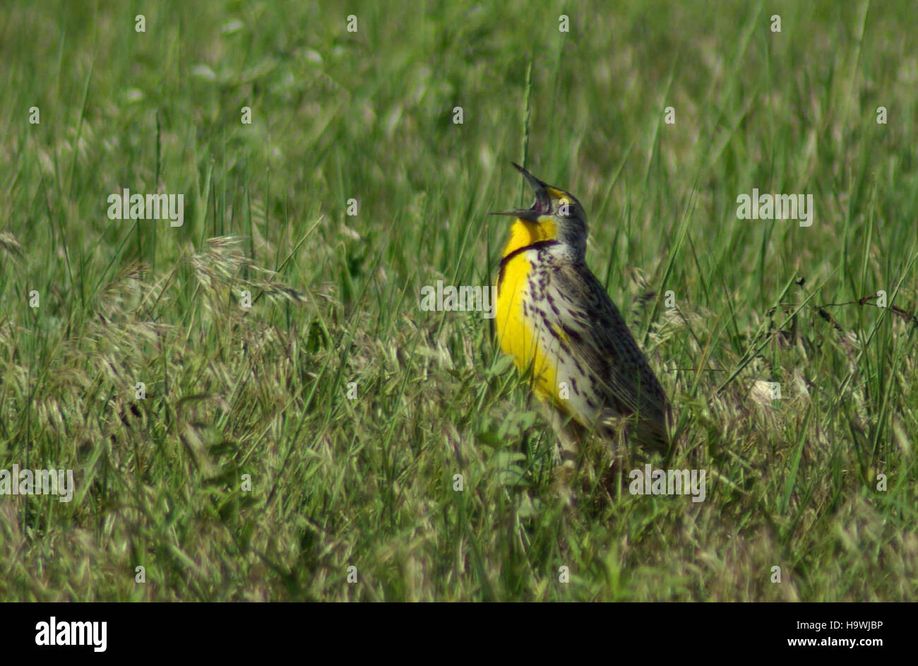 badlandsnationalpark 6017910391 Meadowlark Singing Stock Photo - Alamy