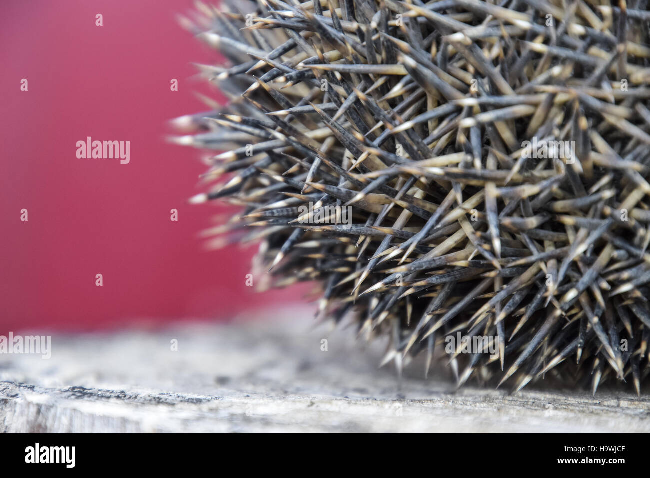 Hedgehog on the tree stump. Hedgehog curled up into a ball Stock Photo ...