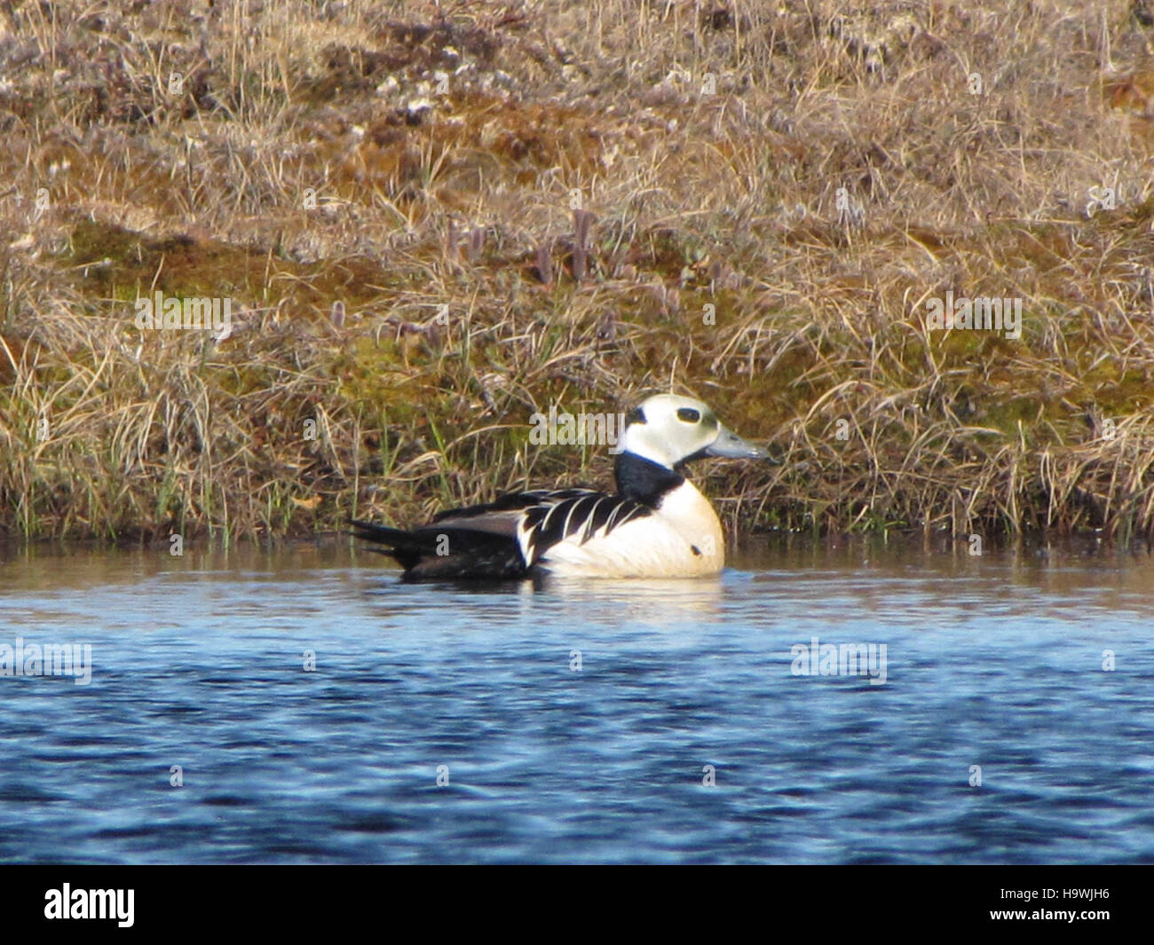 Aphis species hi-res stock photography and images - Alamy