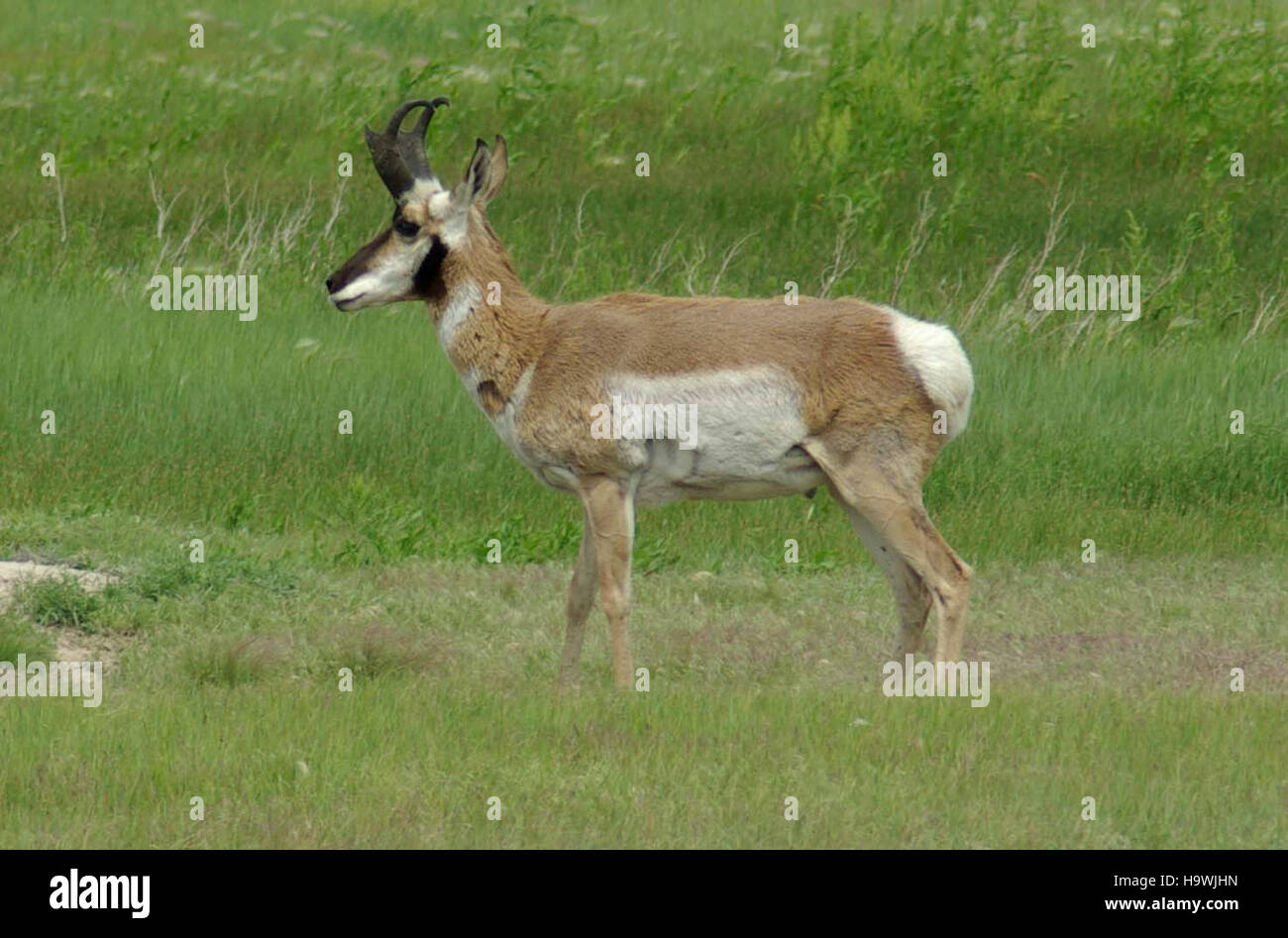The pronghorn, native to North America, roams the South Unit of ...