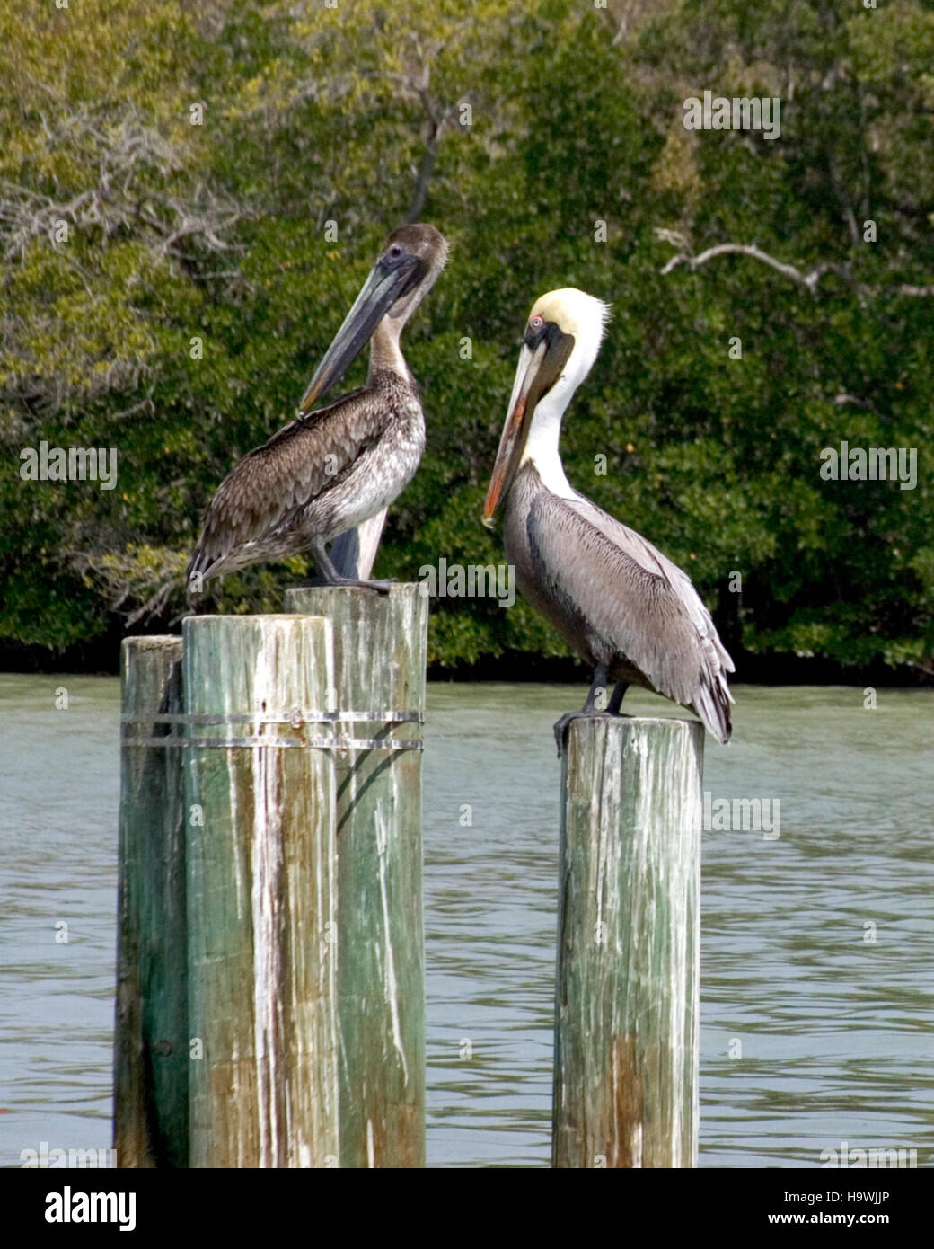 A Brown Pelican perched in the Everglades National Park highlights the ...