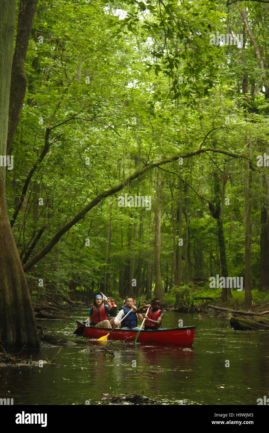 Congaree National Park showcases the vast biodiversity and ecosystem of ...