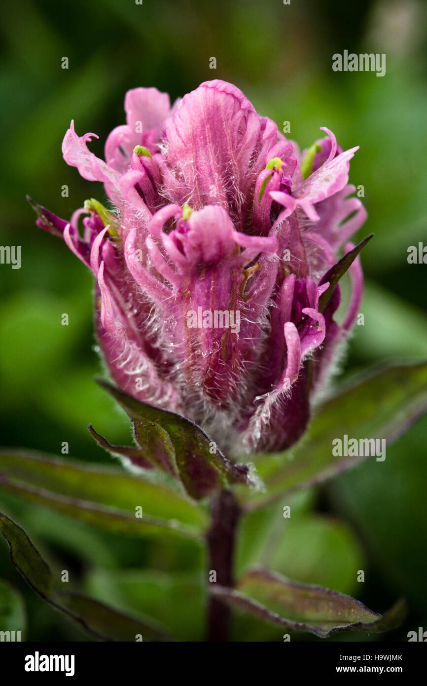 The Elegant Paintbrush, a native plant species, blooms in Denali ...