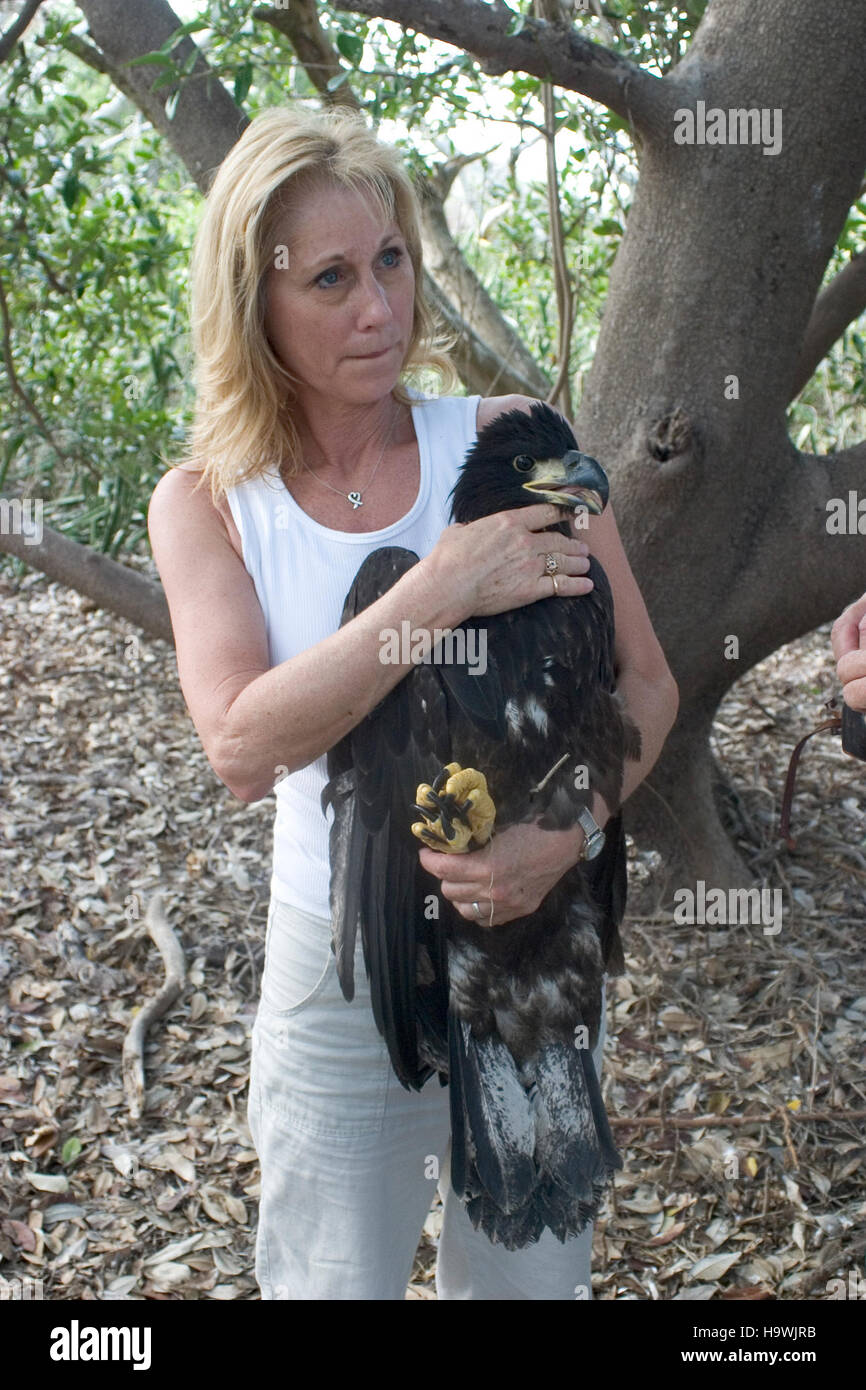 This image shows eagle research in the Everglades National Park ...