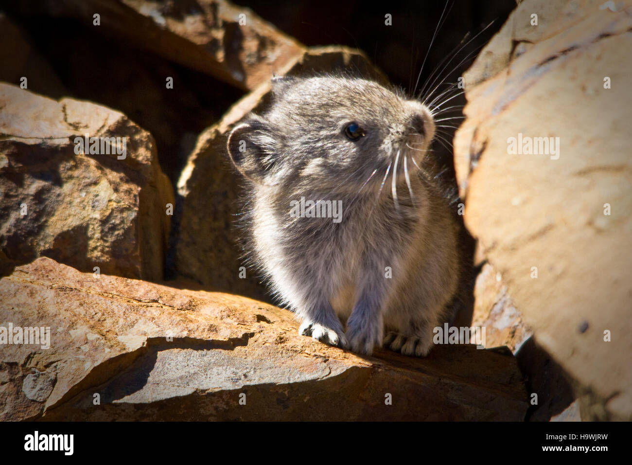Collared pika hi-res stock photography and images - Alamy