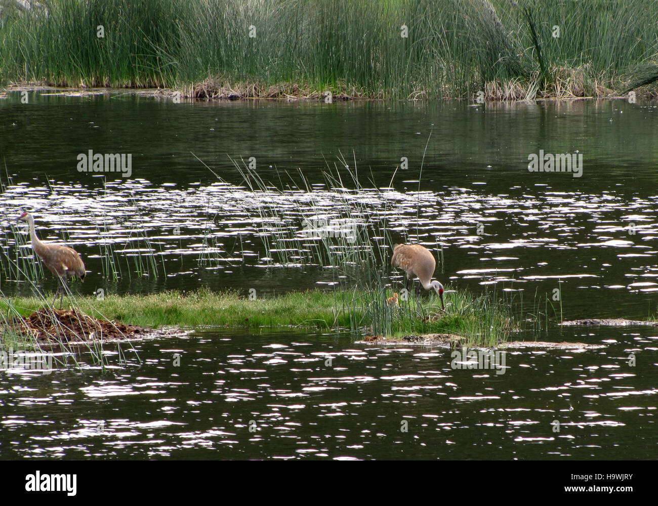 Sandhill cranes are observed in Yellowstone National Park during their ...