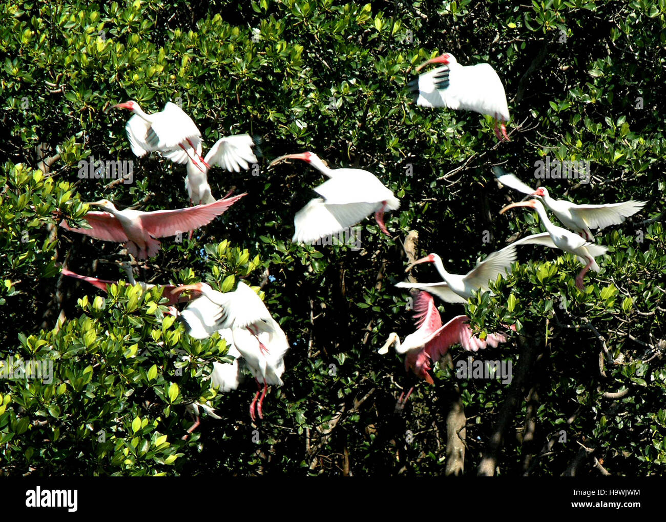 A photo by Sarah Zenner of an ibis and spoonbill in Everglades National ...