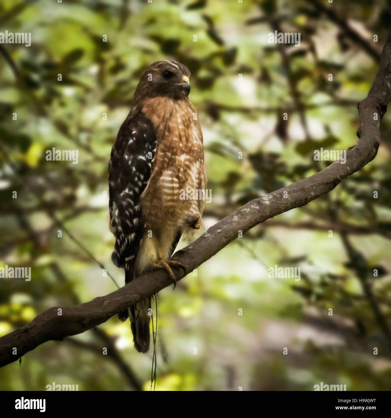 A red-shouldered hawk is observed in Congaree National Park ...