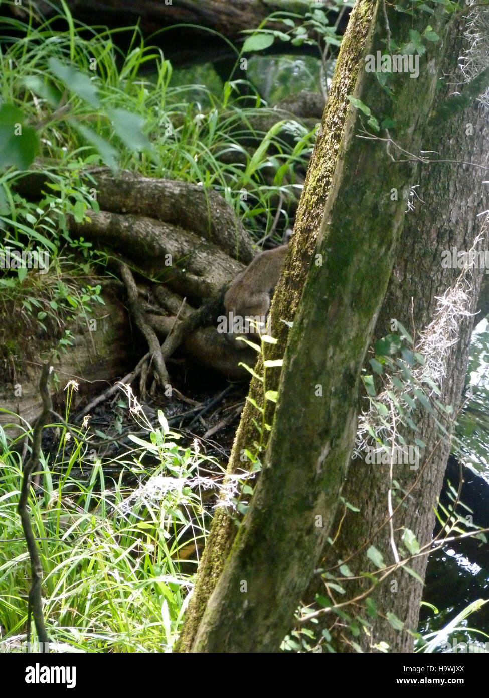 Congaree National Park is a biosphere reserve protecting a floodplain ...