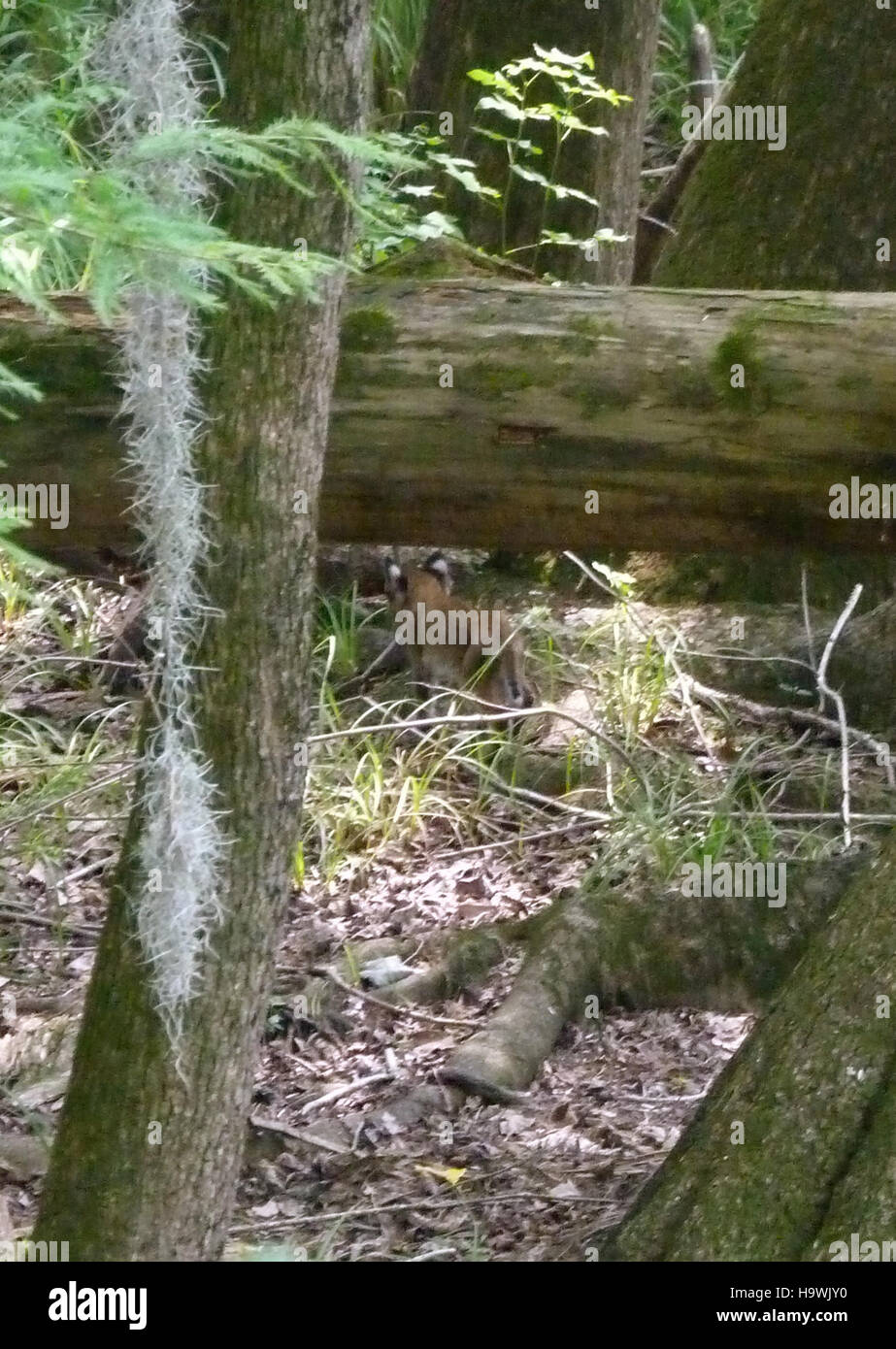 Congaree National Park is home to one of the largest and most ...