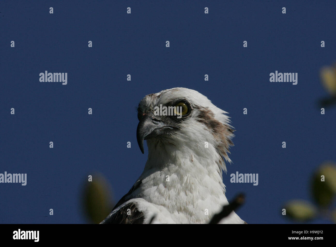 A pair of Ospreys are seen in the Everglades National Park, a vital ...