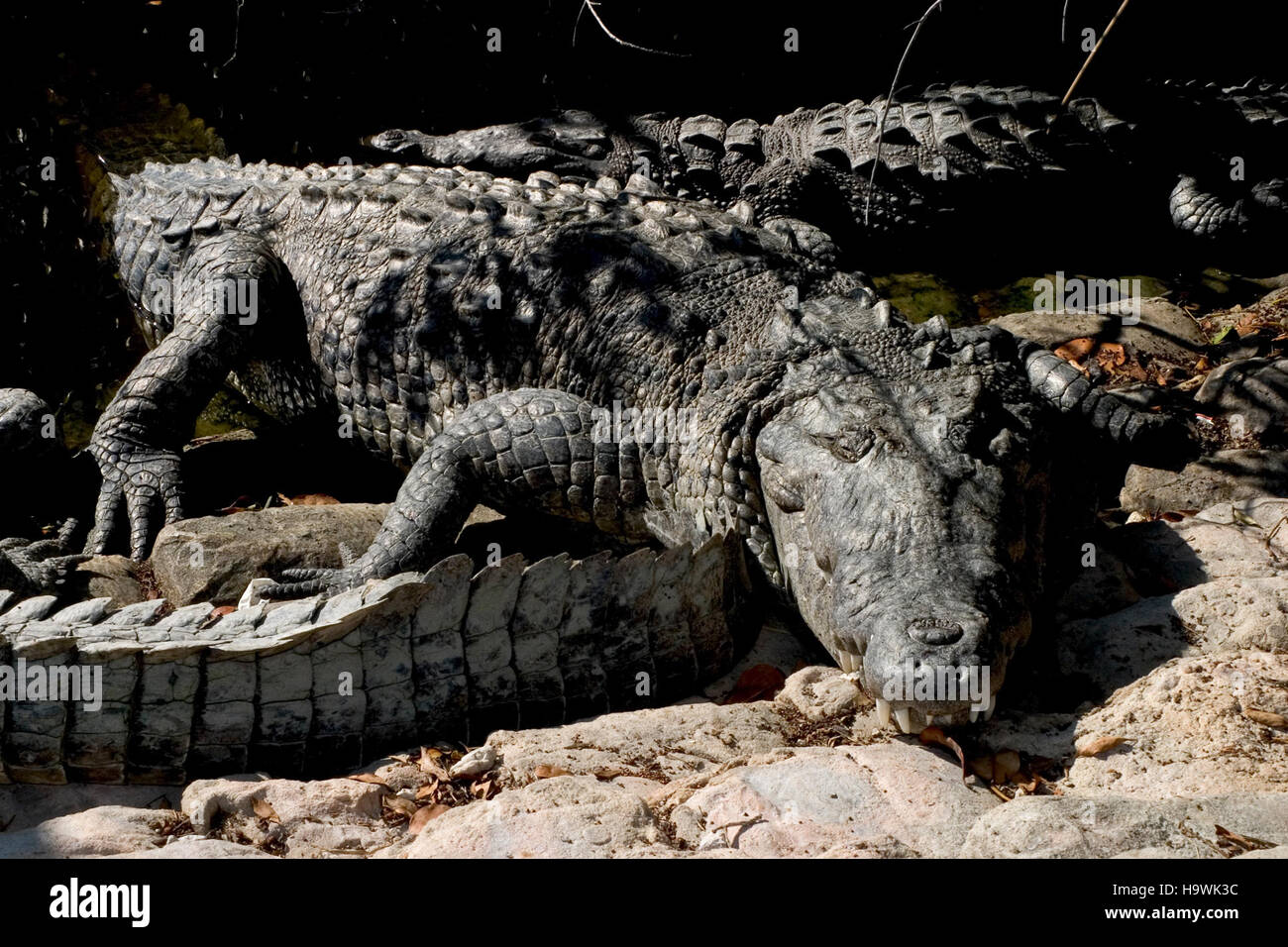 The image shows an American crocodile near Flamingo Marina in ...