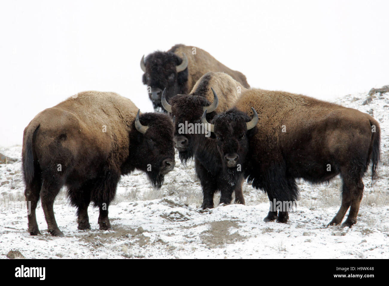 A bull bison in Yellowstone National Park, a symbol of the park’s ...