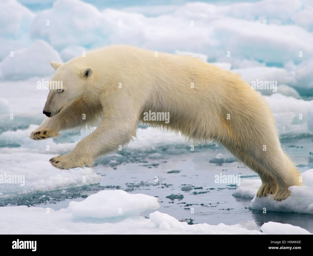 A polar bear captured in mid-jump during its natural behavior in the ...