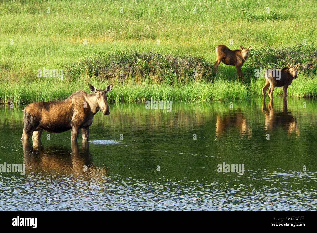 A moose cow and her calves are seen in Denali National Park ...