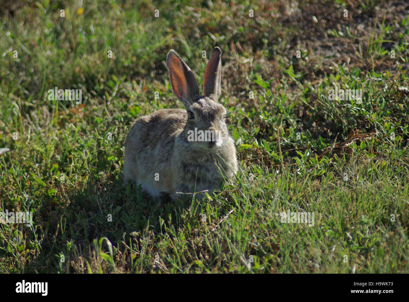 A cottontail rabbit in Badlands National Park, captured in its natural ...