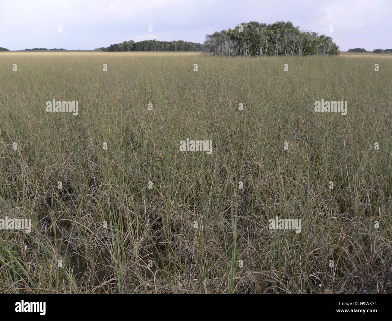 The Shark River Slough, a vital wetland in Everglades National Park, is ...