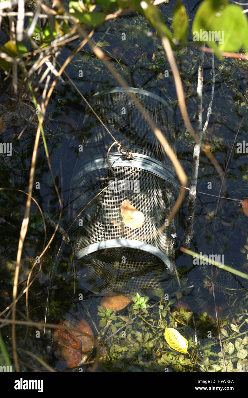 Fish biologists in the Everglades National Park use fish traps for ...