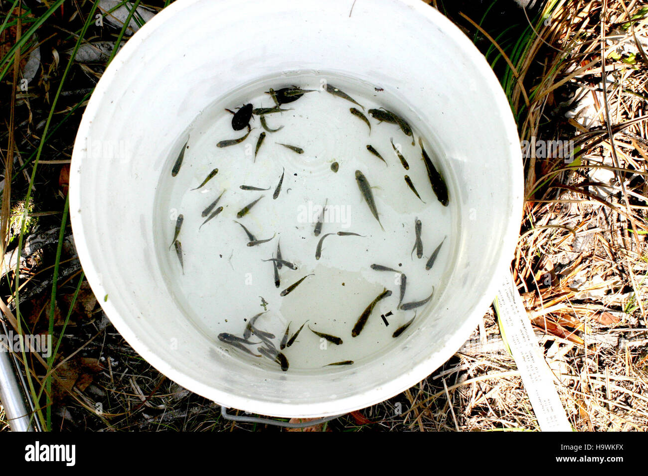 evergladesnps 9102275230 Fish Biologists 12 - fish from trap, NPSPhoto ...