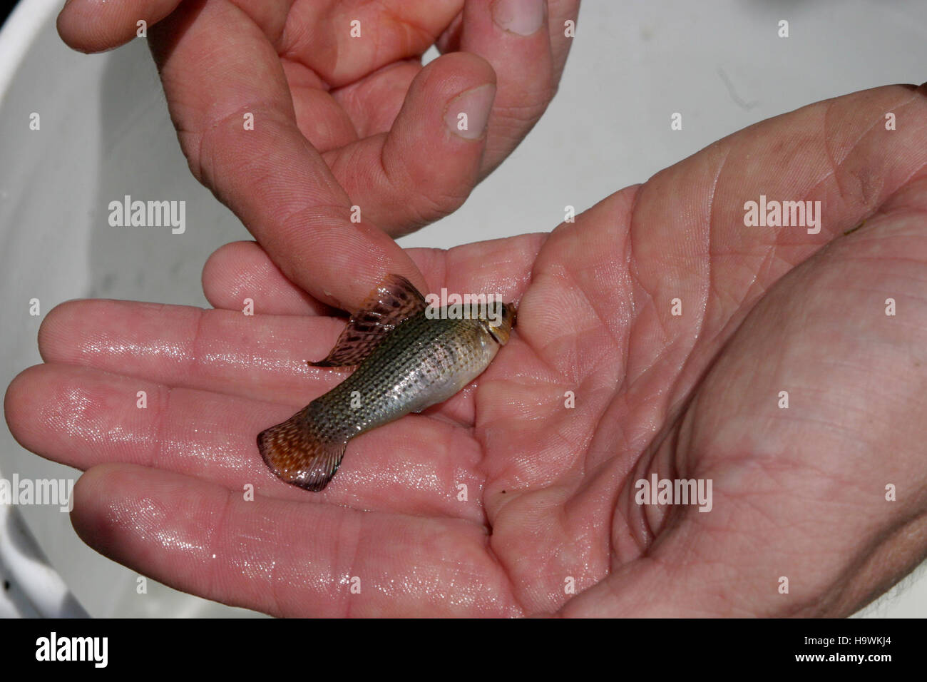 Fish biologists conducting research on native fish species in the ...