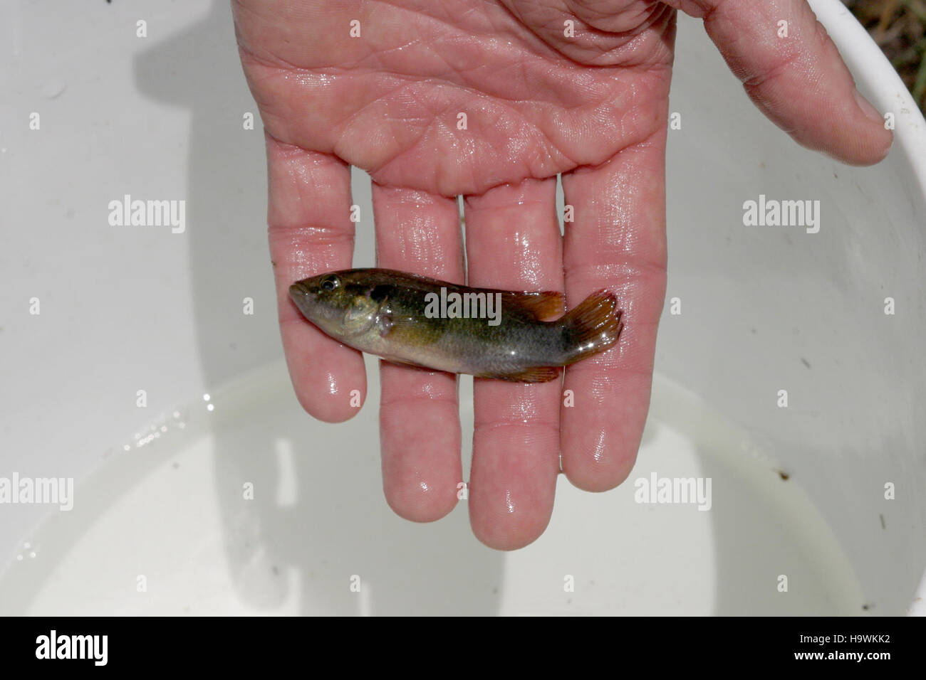 Fish biologists in the Everglades National Park study exotic fish ...