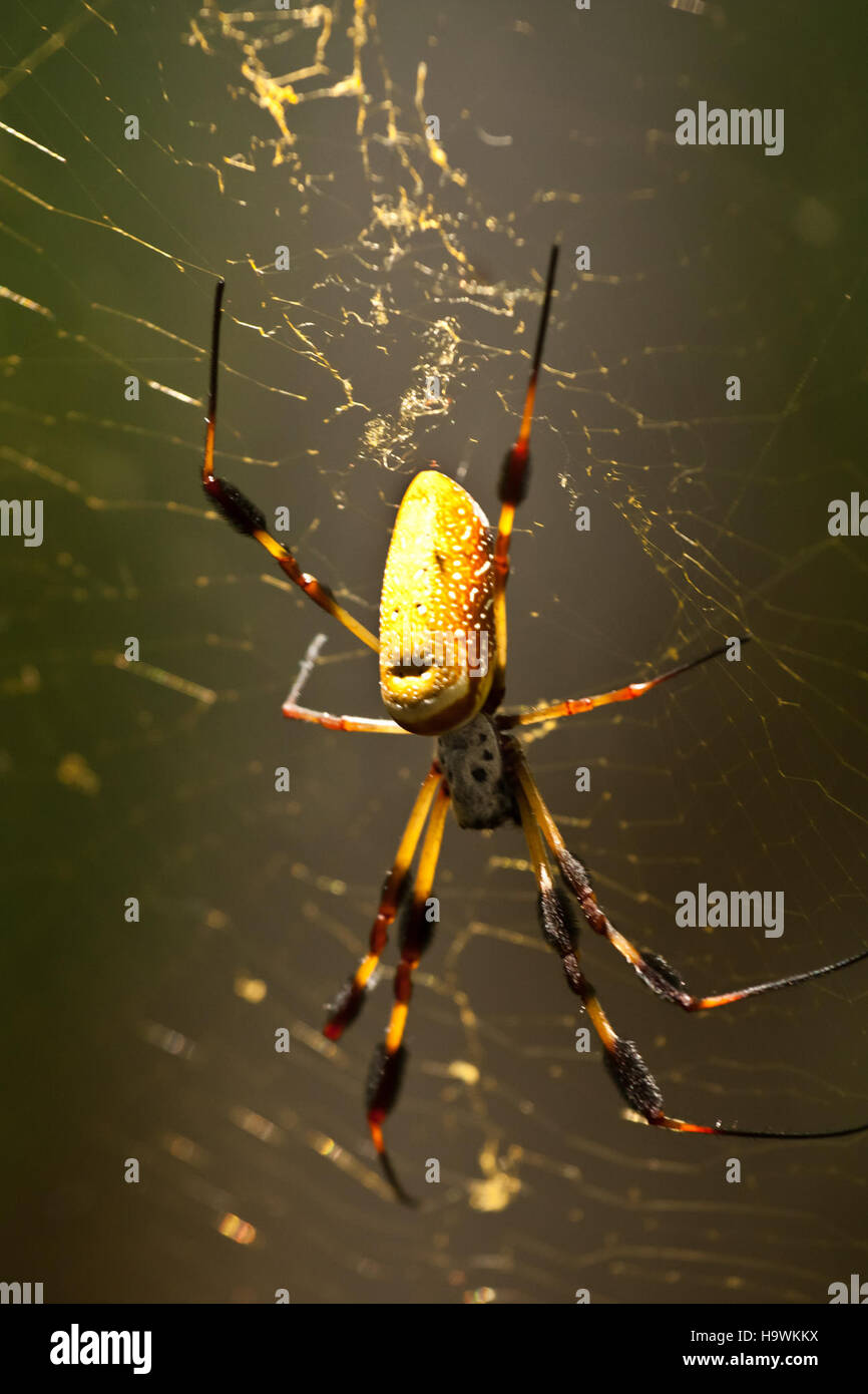 Congaree National Park is a diverse ecosystem, offering a mix of ...