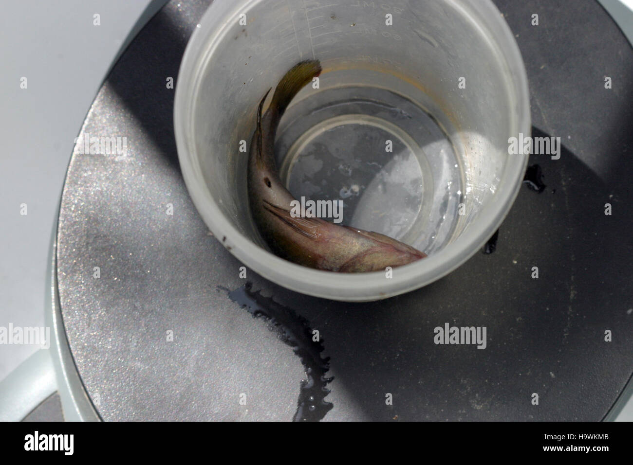 Fish biologists in the Everglades National Park weighing fish as part ...