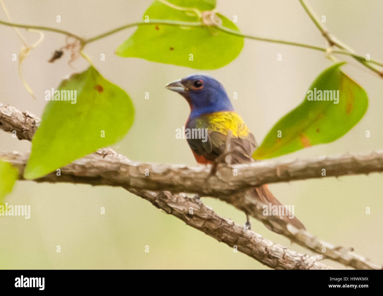 Congaree National Park is a preserved wetland ecosystem in South ...