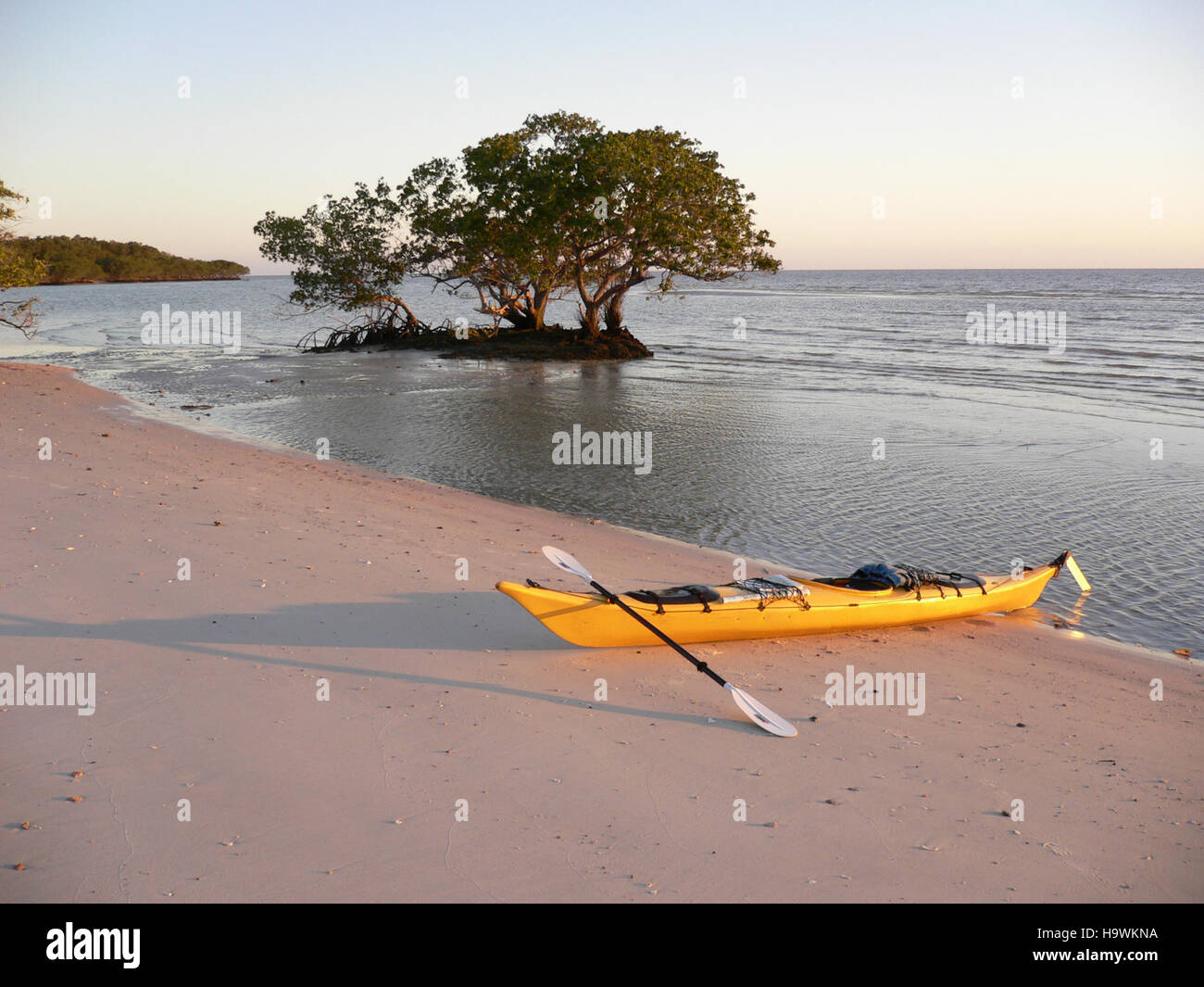 Key tiger hi-res stock photography and images - Alamy