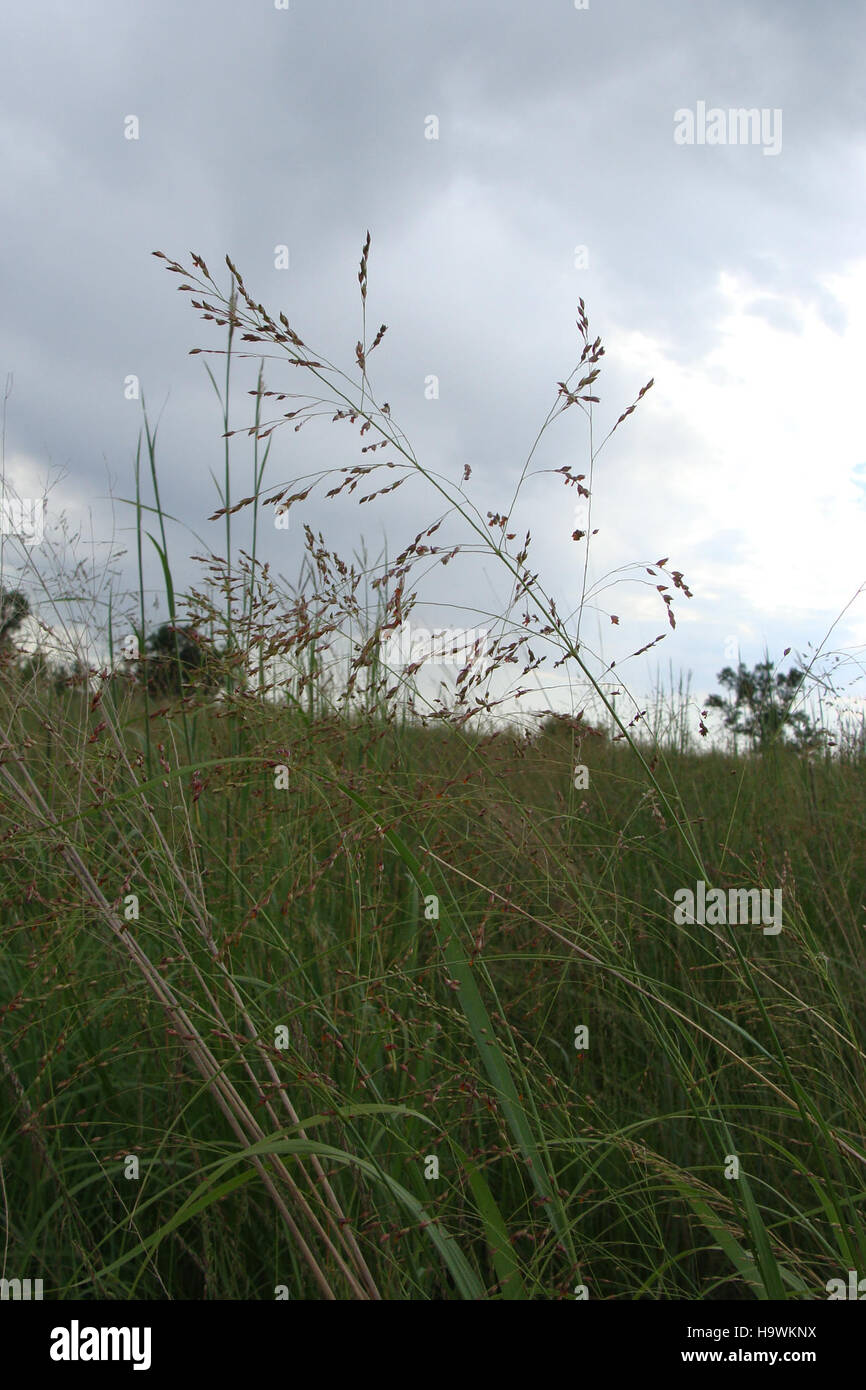badlandsnationalpark 8949703072 Switchgrass, Panicum virgatum Stock ...