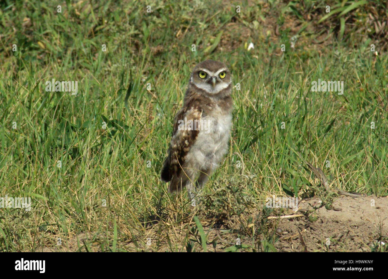 Small ground dwelling bird hi-res stock photography and images - Alamy