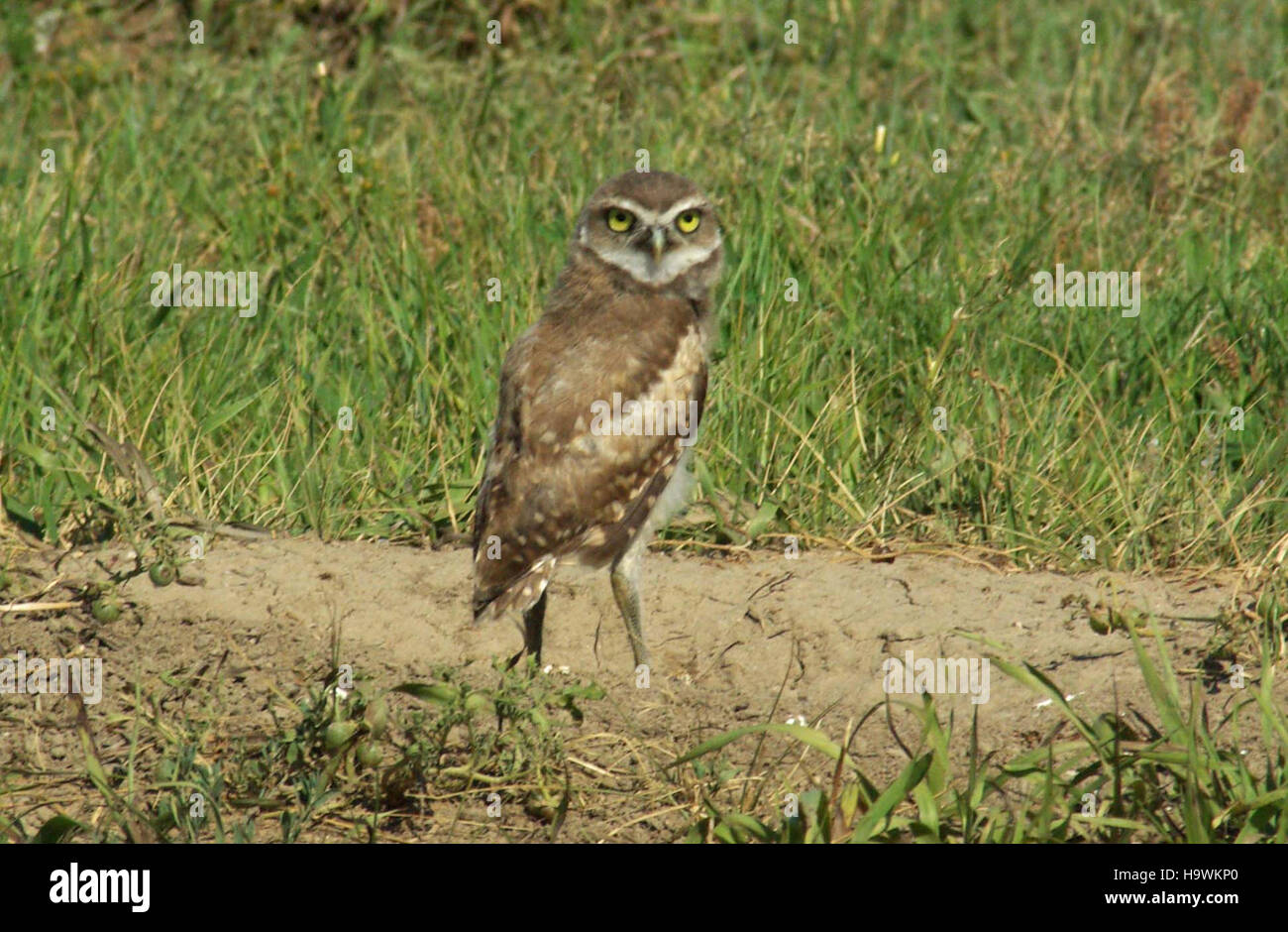 A Burrowing Owl observed in Badlands National Park, an iconic location ...
