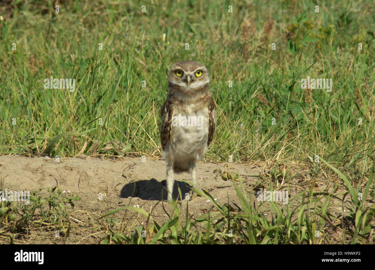 A Burrowing Owl spotted at Badlands National Park, illustrating the ...