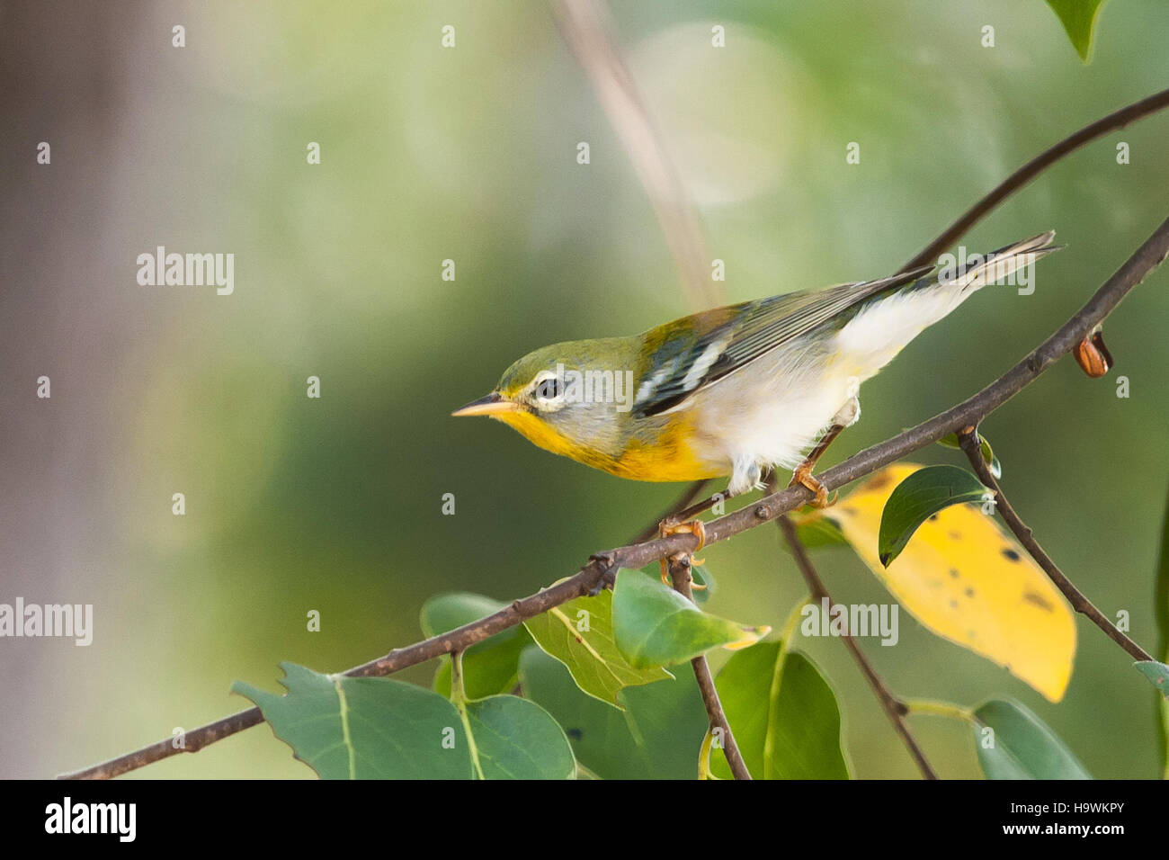 Congaree National Park preserves the biodiversity of its floodplain ...