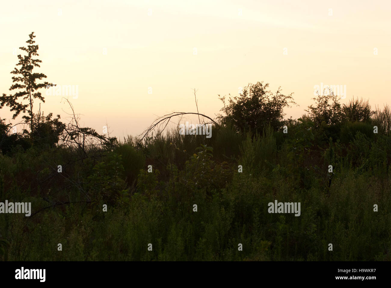Congaree National Park is home to diverse ecosystems, including ...