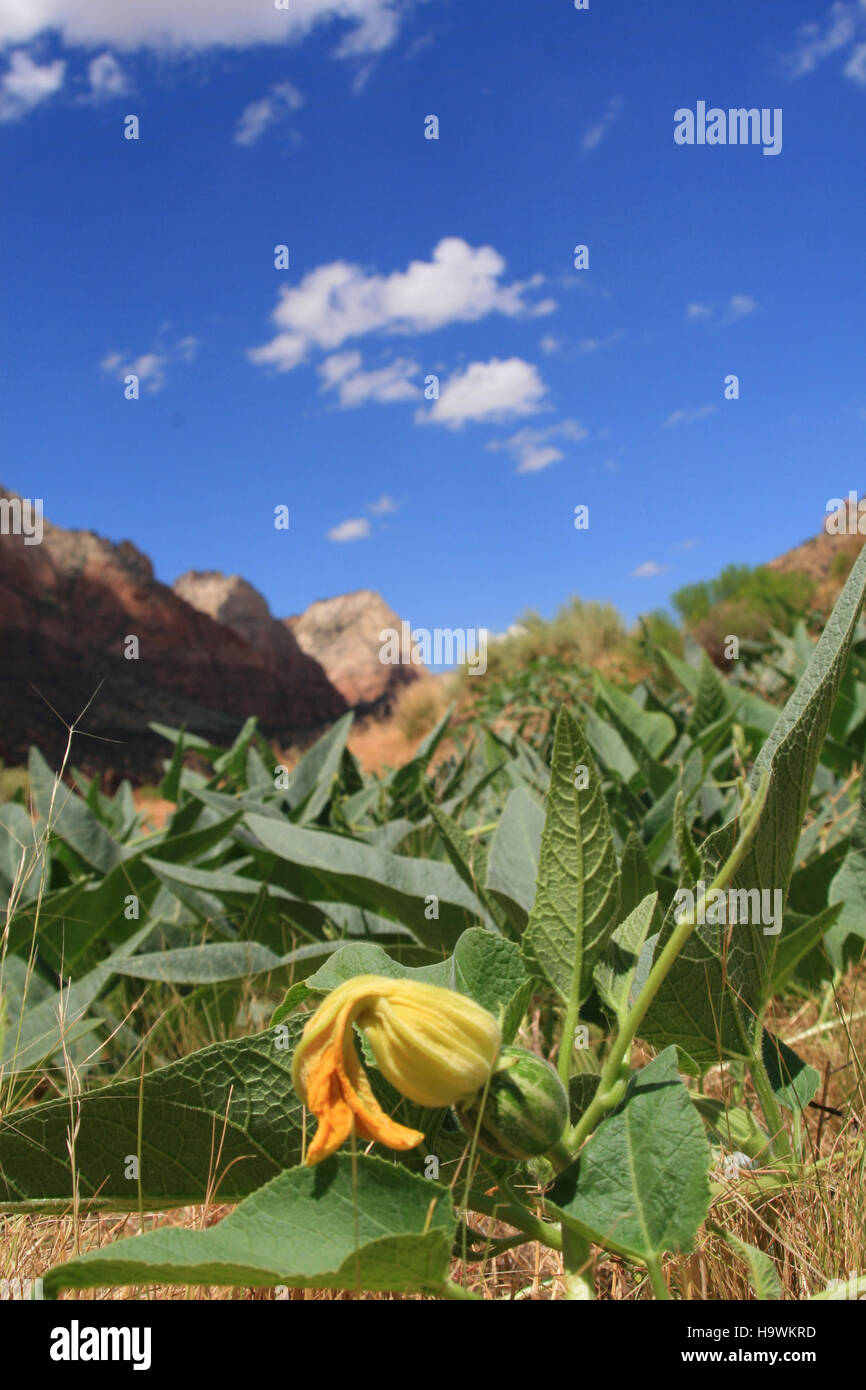 A photo from Zion National Park showcasing the wild gourd, an important ...