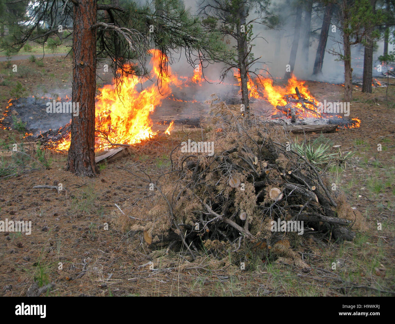 Hazardous fuels reduction in Grand Canyon National Park helps mitigate ...