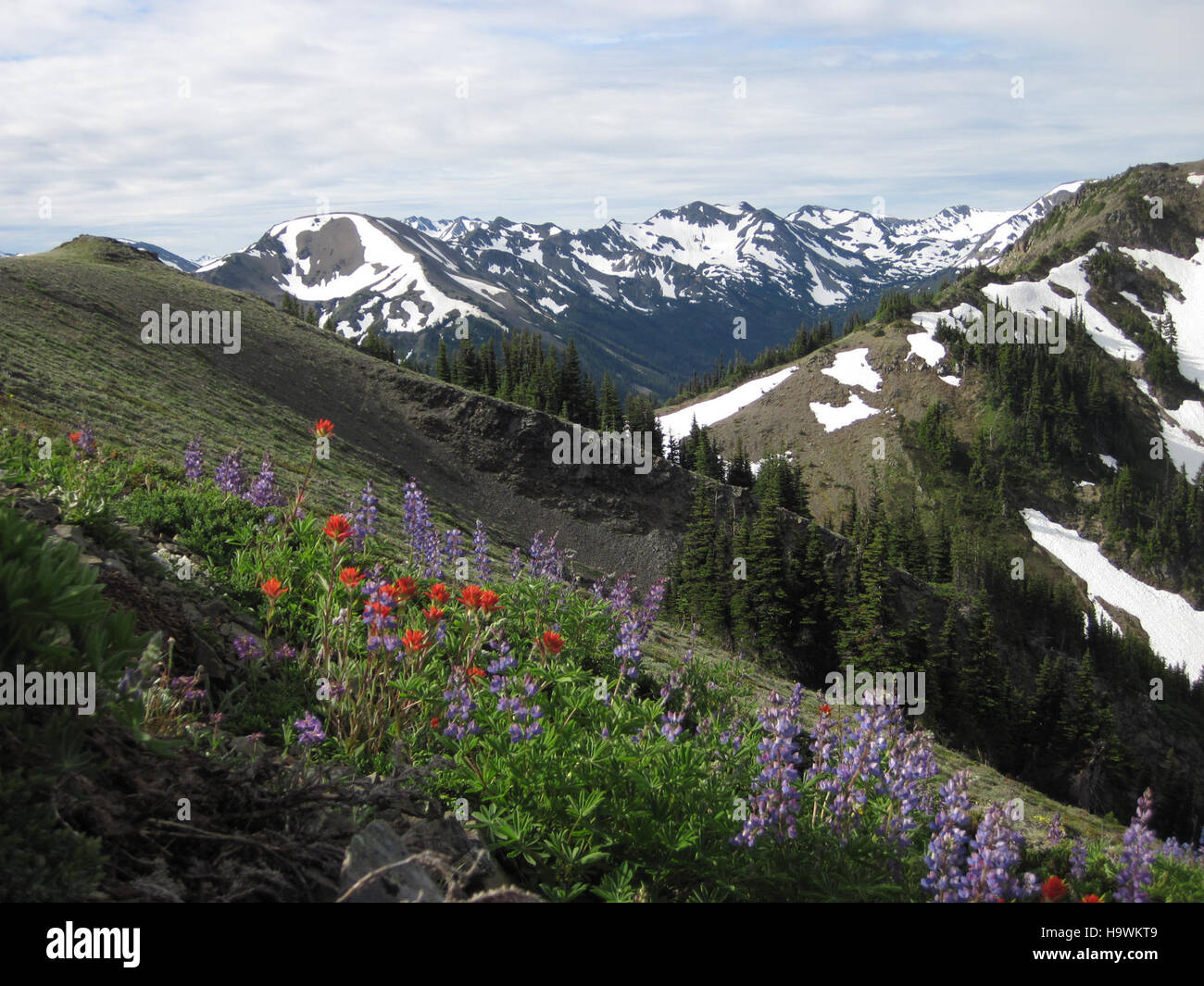 A scenic view of flowers blooming in the mountainous regions of Olympic ...