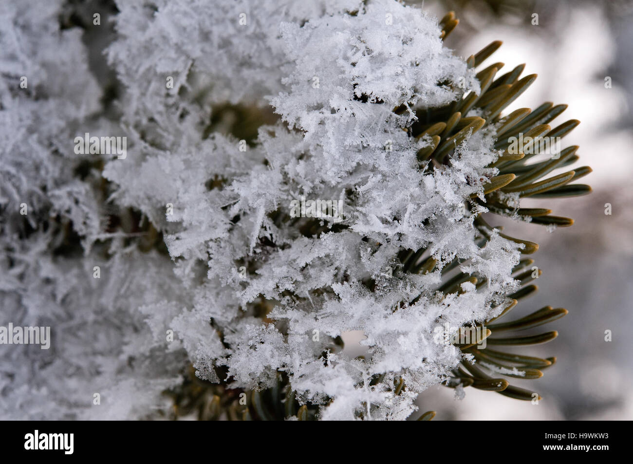 Ice crystals form on spruce trees in Denali National Park, creating a ...