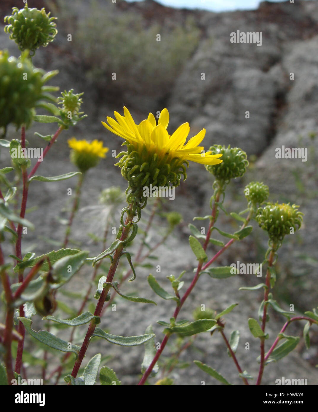 Curlycup Gumweed (Grindelia squarrosa) is a resilient plant species ...