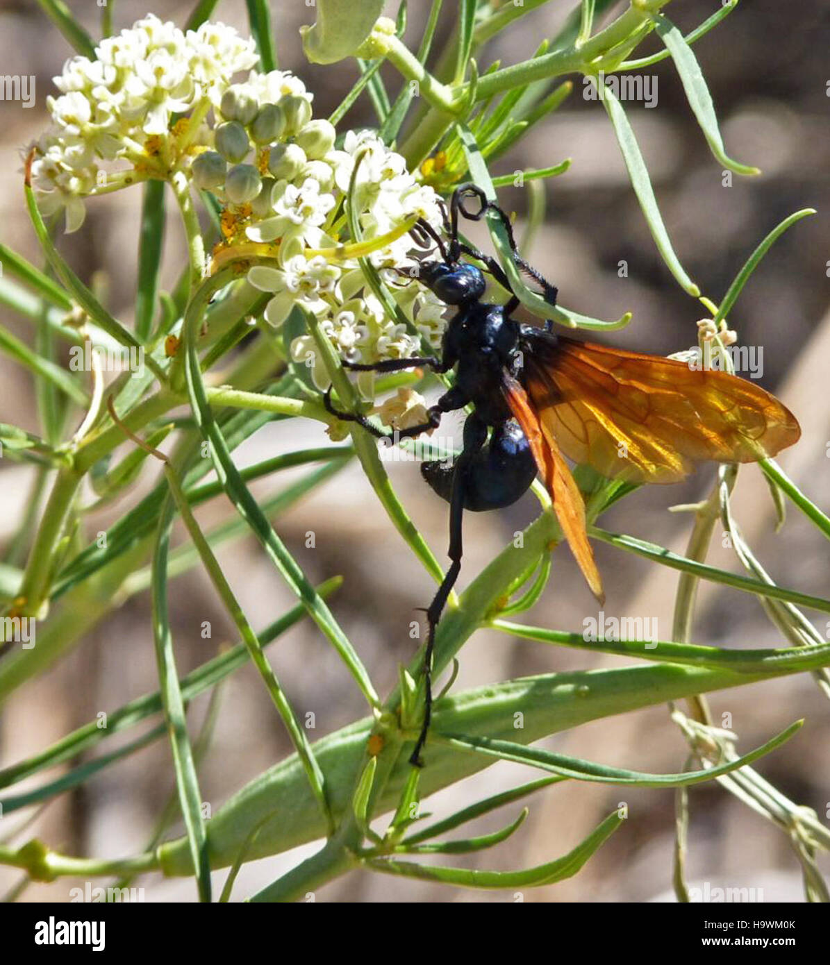 A Tarantula Hawk, known for its striking appearance, is captured in its ...