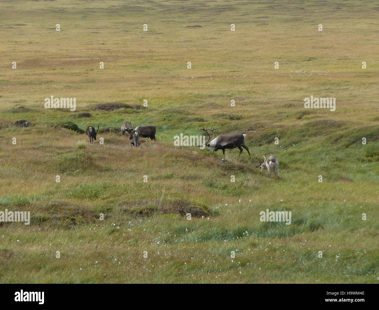 Caribou herds are an essential part of the Bering Land Bridge National ...