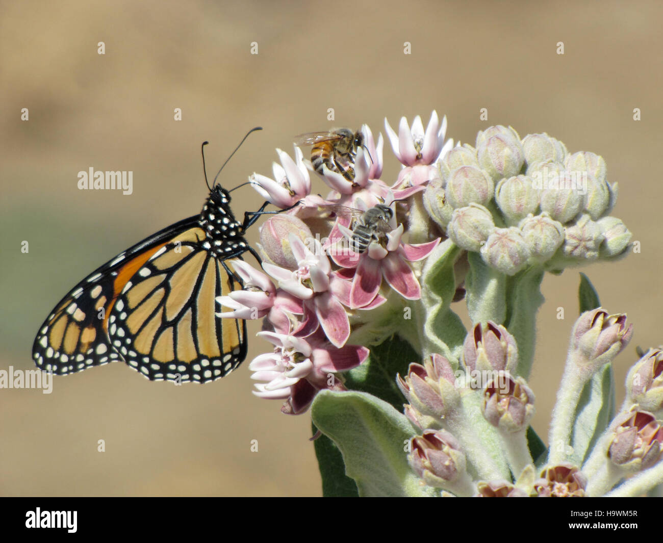 usdagov 18737677290 A monarch butterfly, a honeybee and leafcutter bee ...