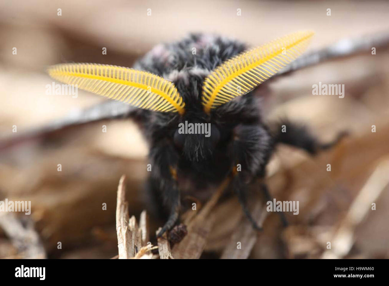 Grand Moth High Resolution Stock Photography and Images - Alamy