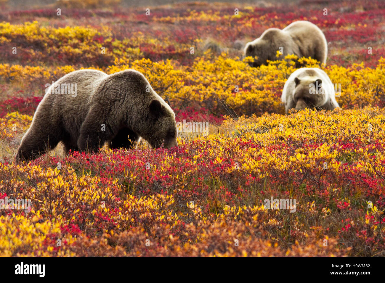 Grizzly bears in Denali National Park forage for blueberries ...
